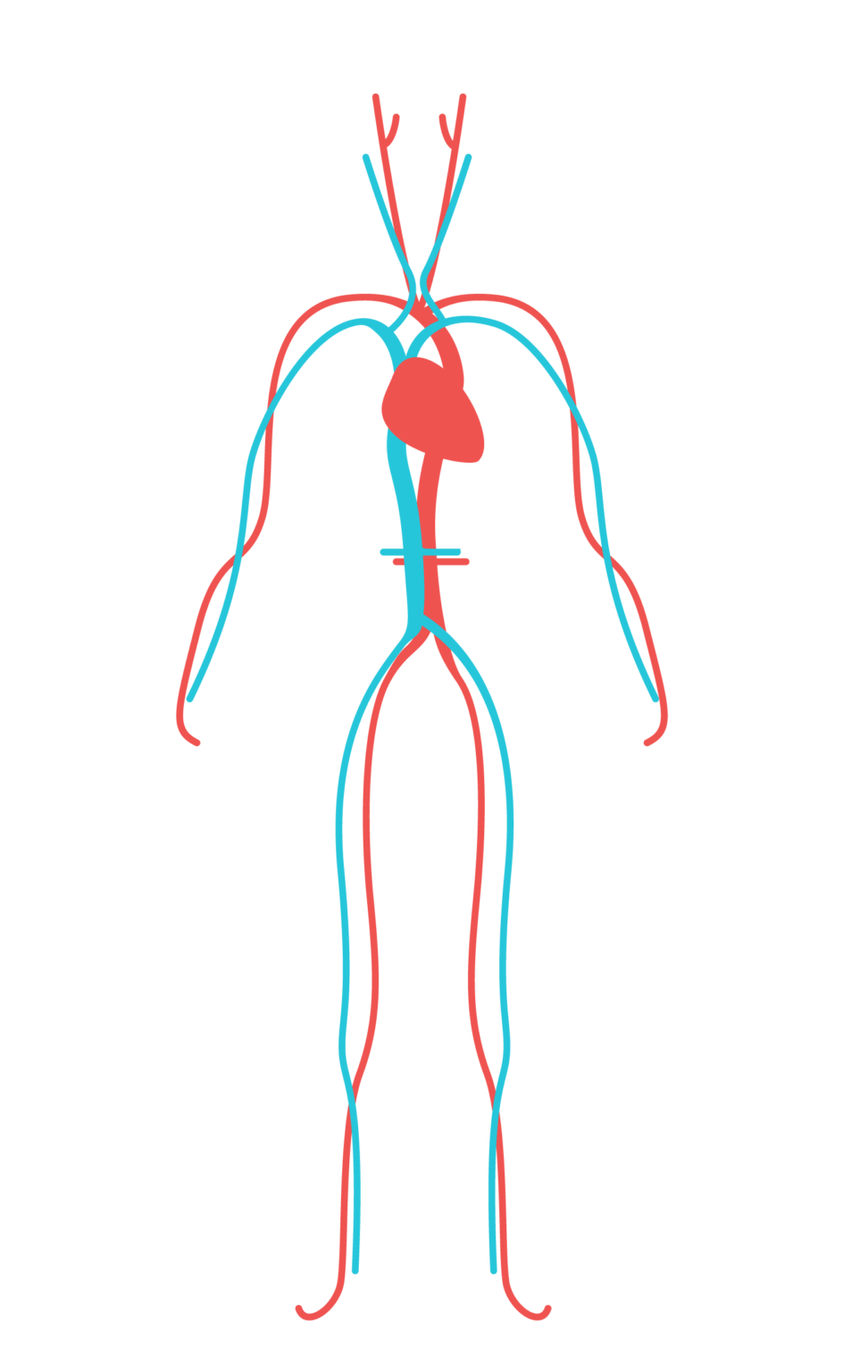 The Exhibit - The Bodies Human