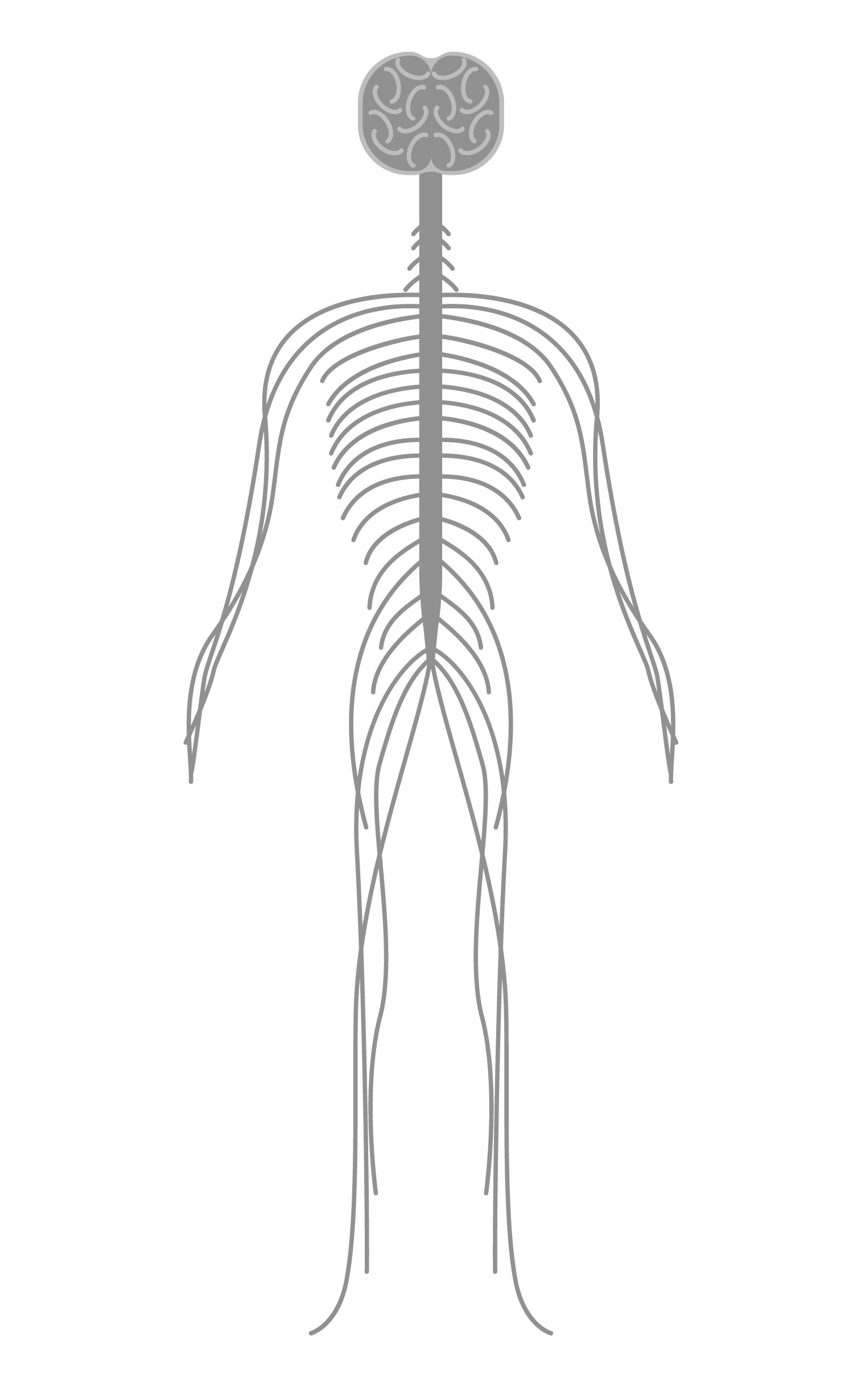 The Exhibit - The Bodies Human